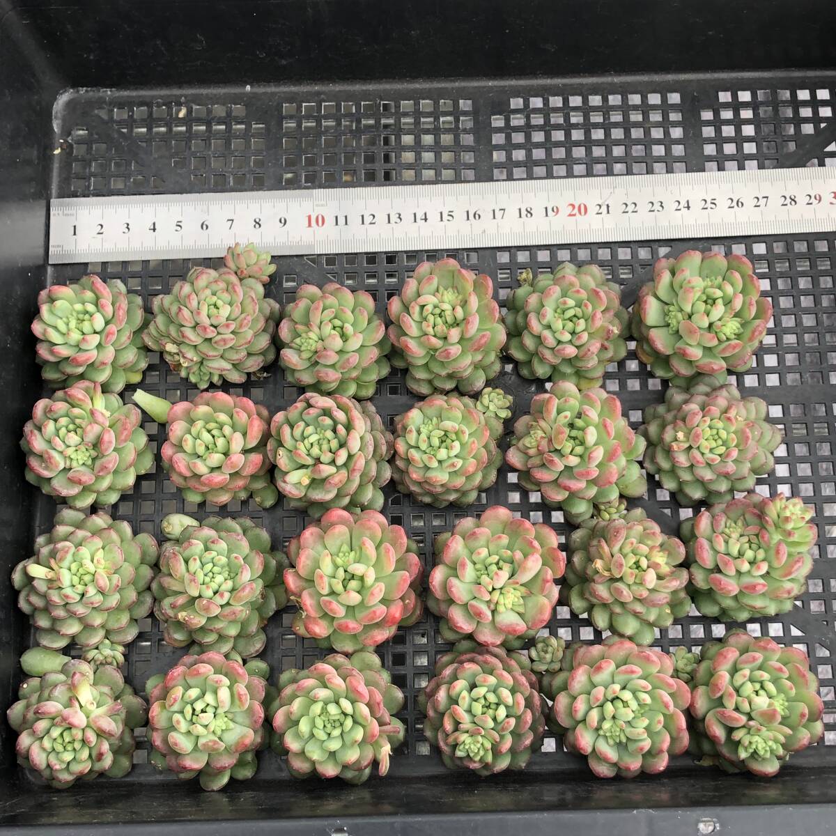 Yahoo!オークション - エケベリア24個 0218-D156 レッドエッグ 多肉植...