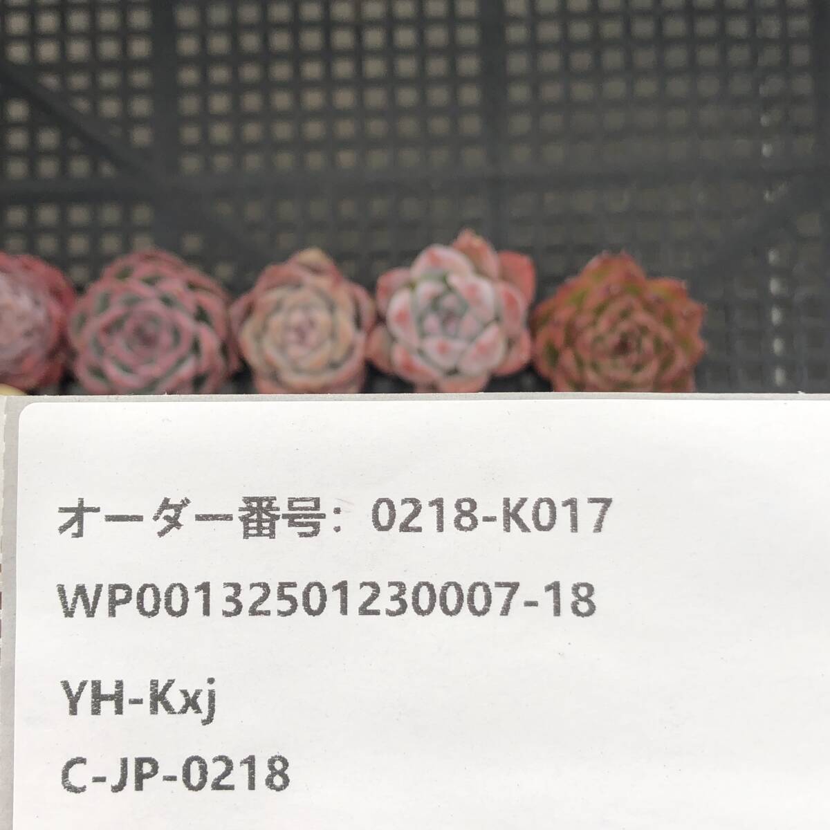 Yahoo!オークション - エケベリア20個 0218-K017 ミックス苗 多肉植物 ...