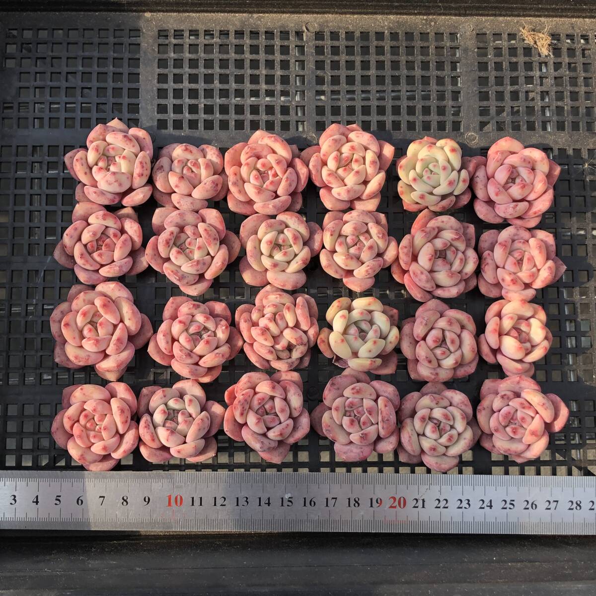 Yahoo!オークション - エケベリア24個 0225-D187 アリエル 多肉植物 カ...