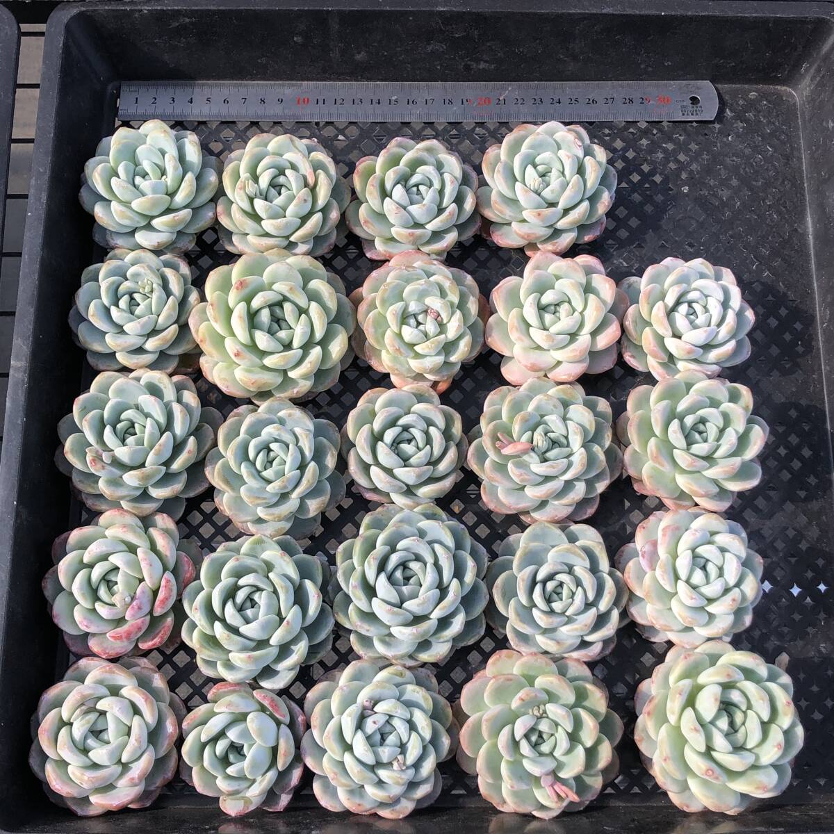 Yahoo!オークション - エケベリア24個 0225-D196 ジェイドバタフライ ...