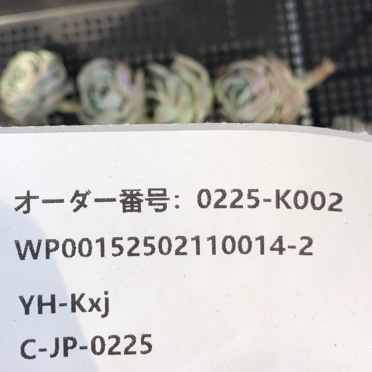 Yahoo!オークション - エケベリア24個 0225-K002 ラブリーローズ 多肉...