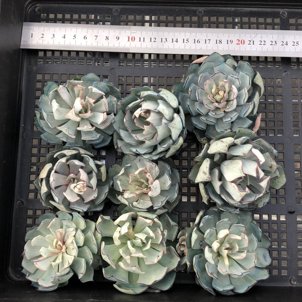 Yahoo!オークション - エケベリア9個 0304-K022 ストリロフローラノヴ...