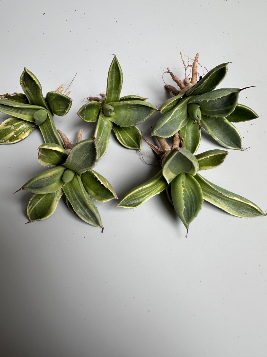 Yahoo!オークション - 2159】多肉植物 アガベ パリー トランカータ ラ...