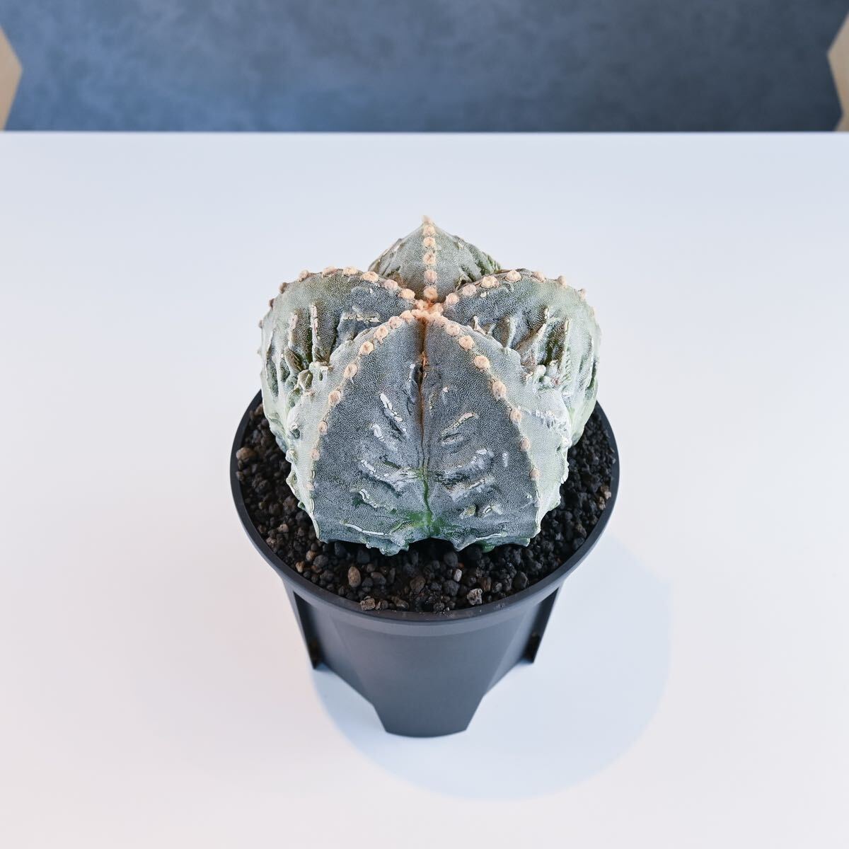 Yahoo!オークション - Astrophytum myriostigma / アストロフィツム 複...