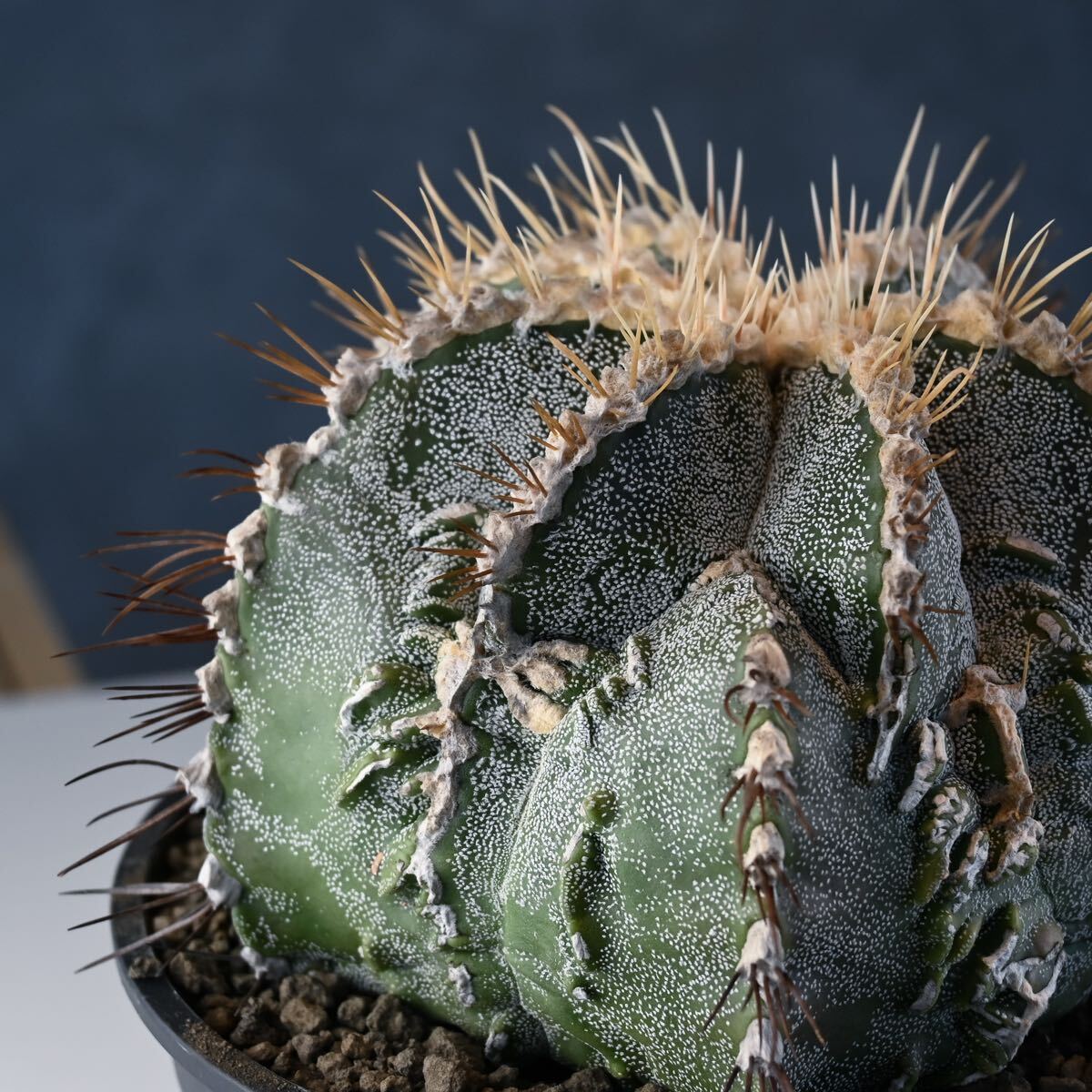Yahoo!オークション - Astrophytum myriostigma X capricorne var. cra...