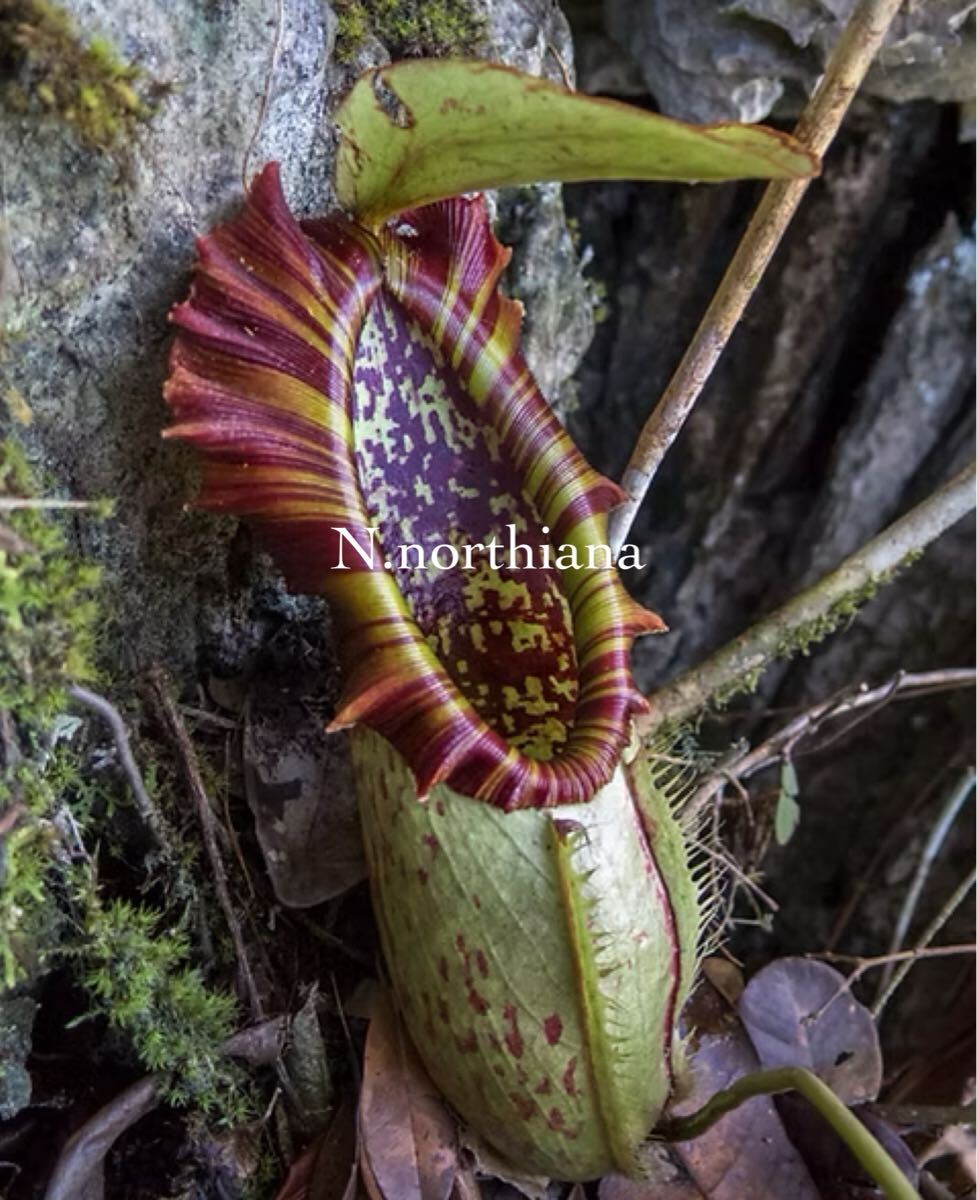 Yahoo!オークション - BE-3357 N. northiana best selected clone ウツ...