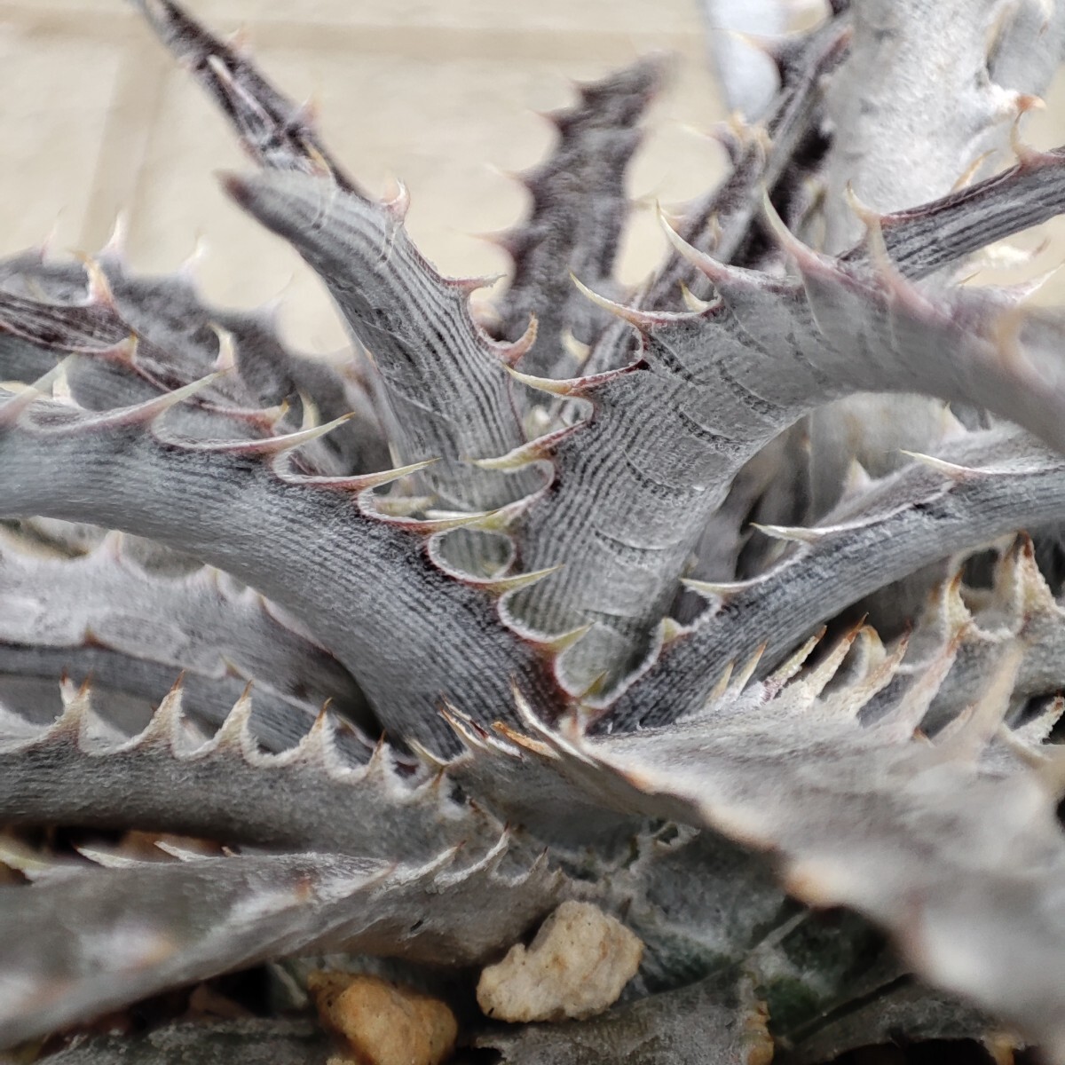Yahoo!オークション - Dyckia 'Brittle Star' F3 D011 ディッキア BSF3