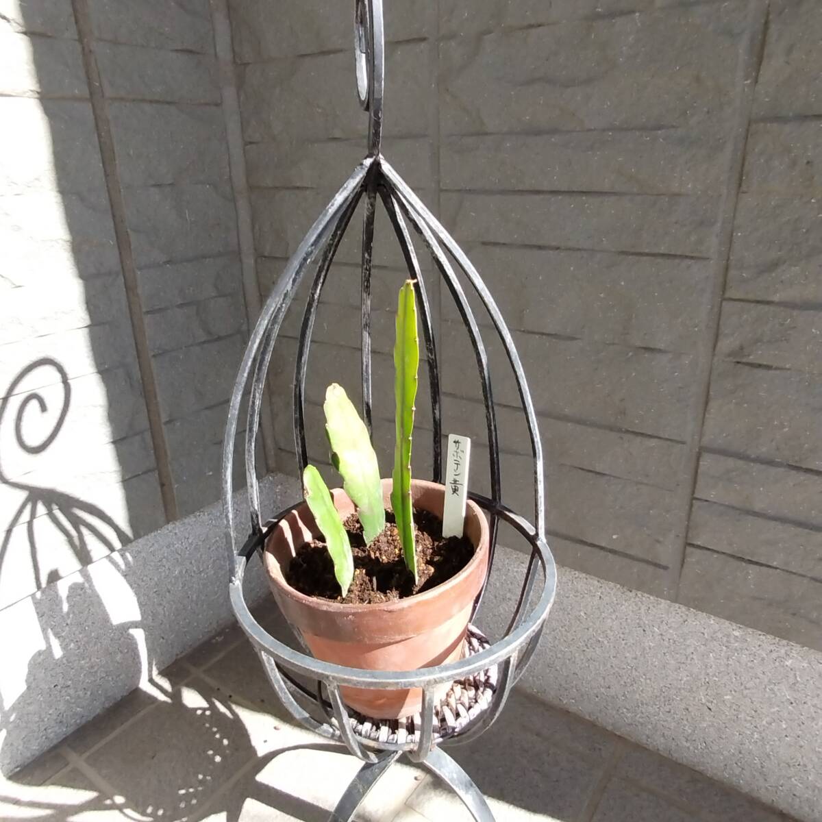 Yahoo!オークション - クジャクサボテン・黄色の花が咲きます(1)