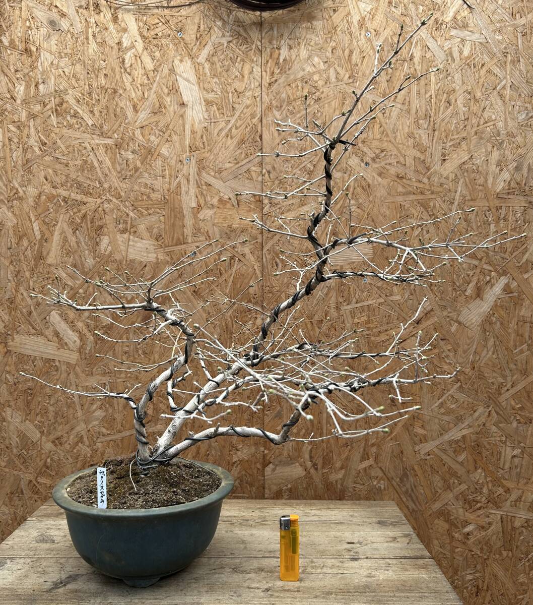 鶯神楽 ウグイスカグラ(盆栽)｜売買されたオークション情報、yahooの商品情報をアーカイブ公開 - オークファン（aucfan.com）