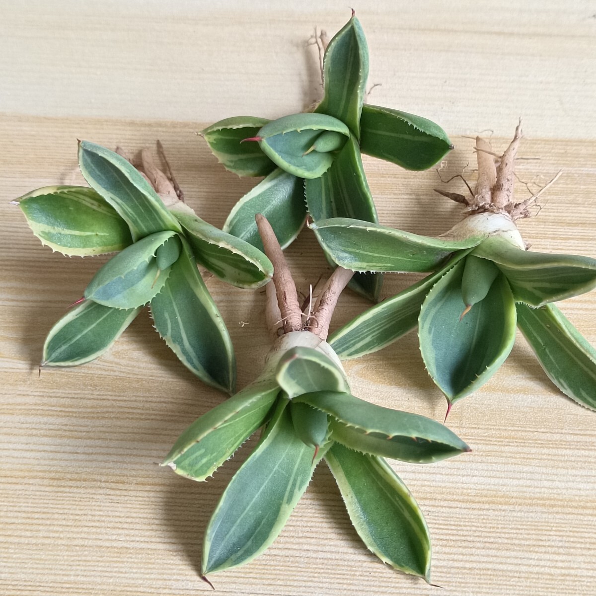 Yahoo!オークション - F514 特選 アガベ パリー トランカータ ライムス...