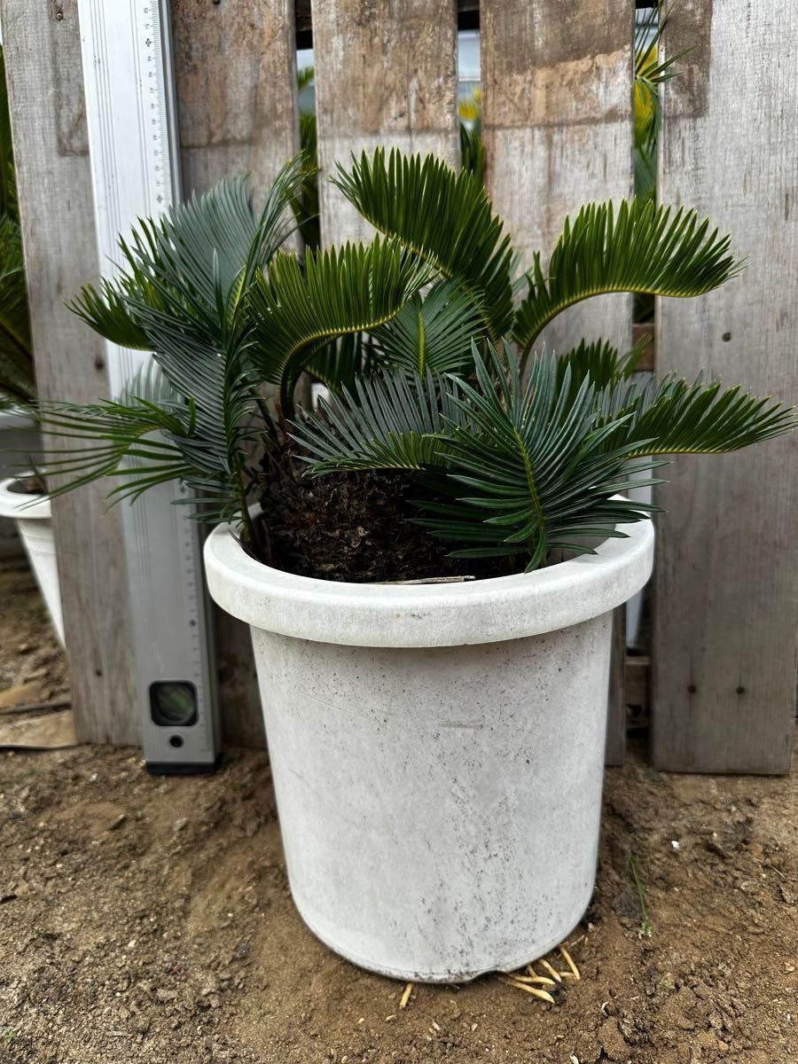 蘇鉄 ソテツ 葉はカット済み ガーデニング 植木 木 庭木 庭 No 蘇鉄 ソテツ 葉はカット済み ガーデニング 植木 木 庭木 庭 No