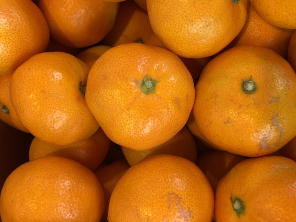 Yahoo!オークション - みかんミックス（2L～4L）5kg箱 熊本県産 送料...