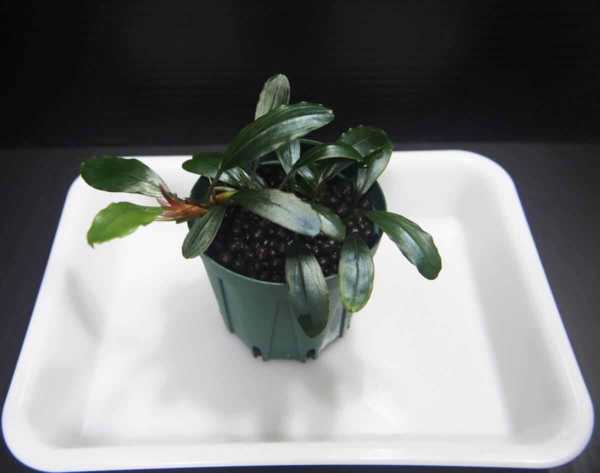 Yahoo!オークション - Bucephalandra sp from Kapuas-2 【AZ0611-12】A...