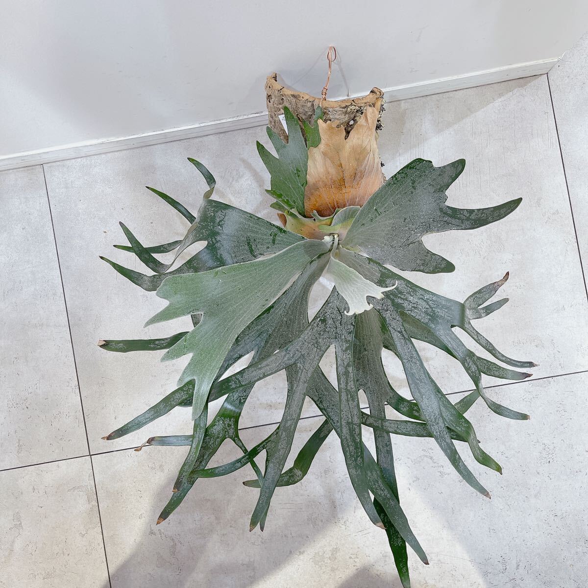 Yahoo!オークション - ビカクシダ コウモリラン Platycerium デラロッ...