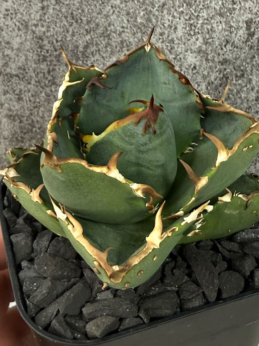 Yahoo!オークション - アガベ FO222 検索用 シーザー ハデス ホウジロ...