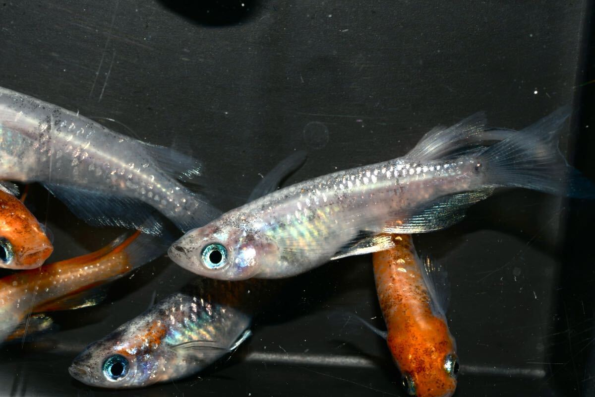 Yahoo!オークション - A3. 三色ラメ体外光タイプLU-04 RLF 若魚 現物出...