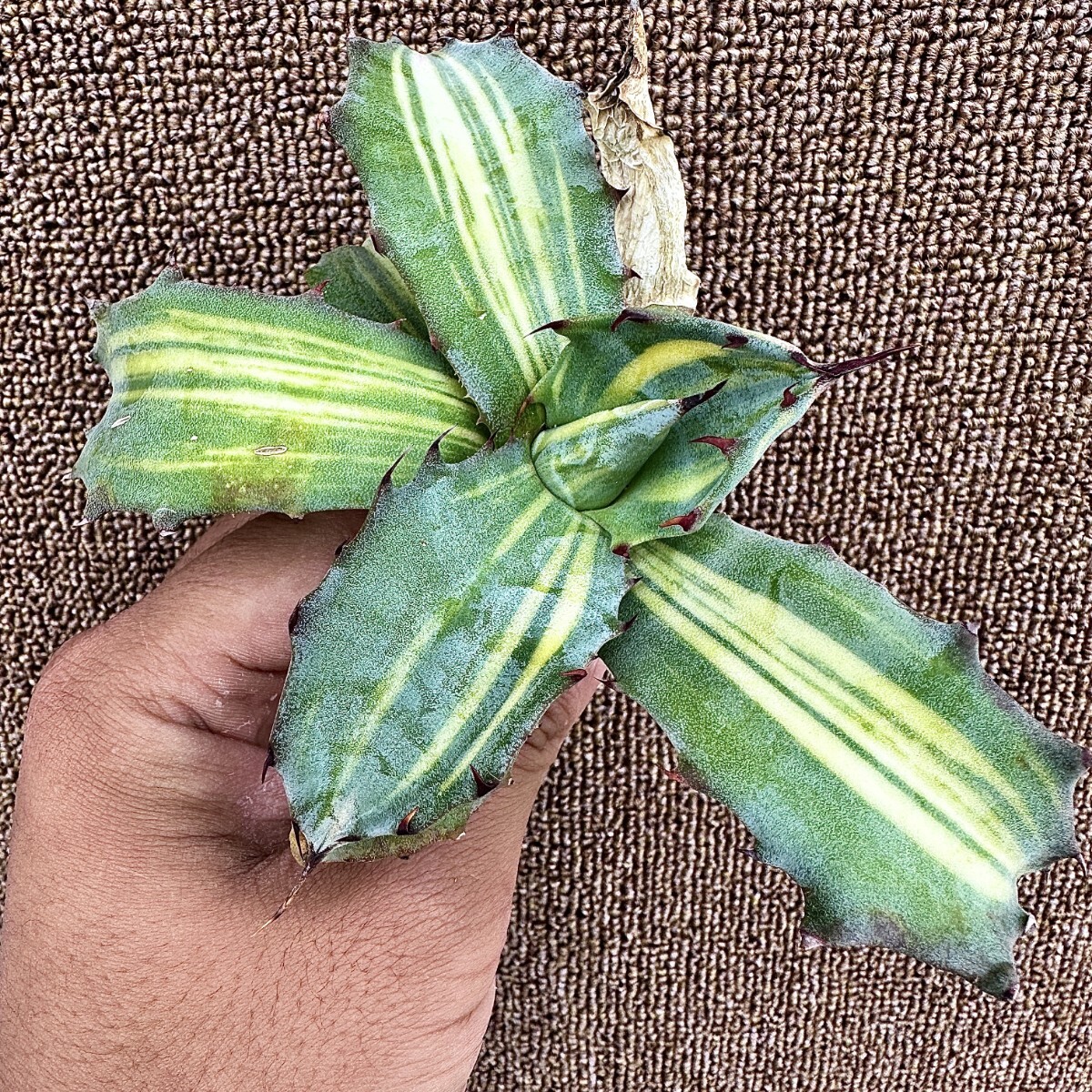 Yahoo!オークション - Lj_plants Z191 激レア高級品種 多肉植物アガベ...