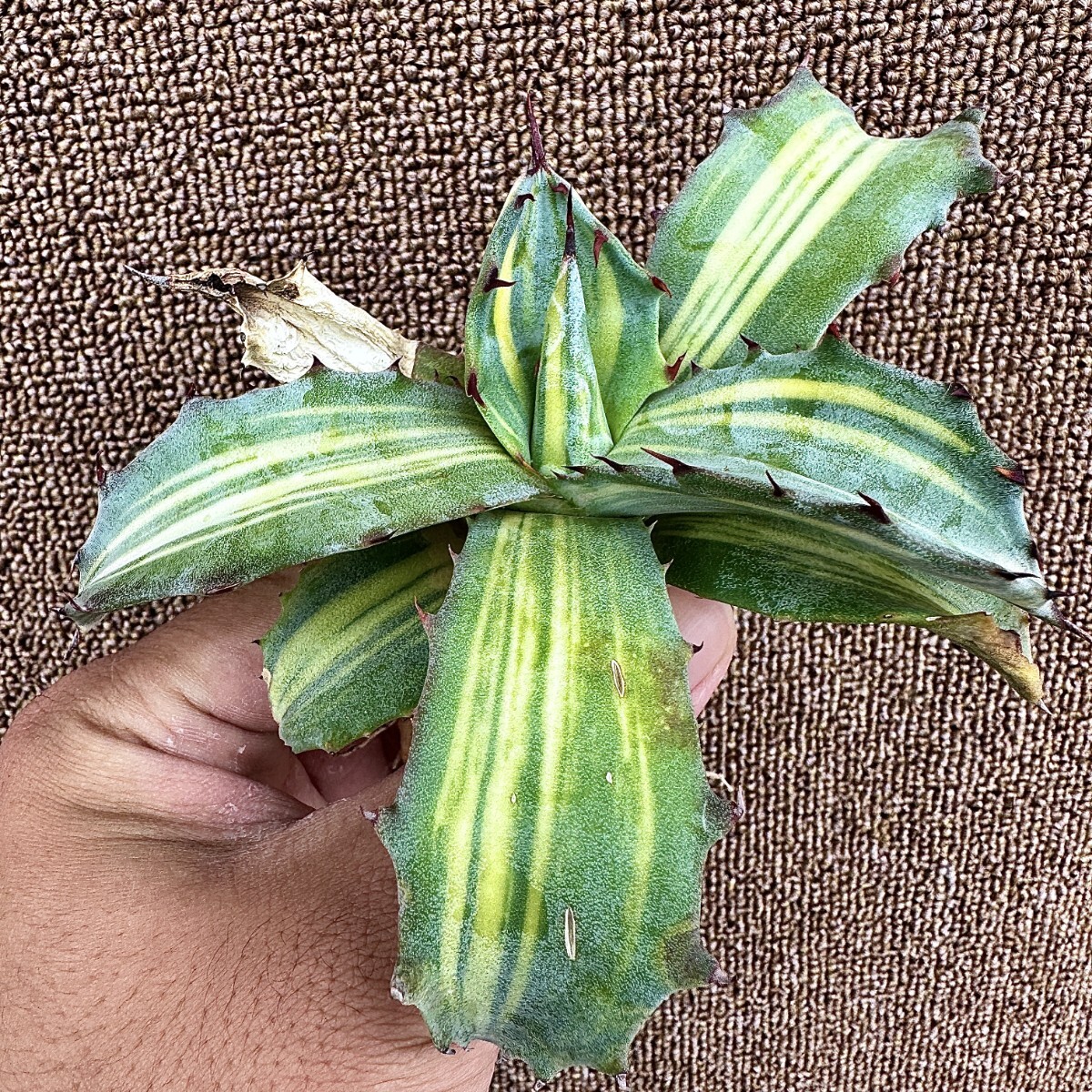 Yahoo!オークション - Lj_plants Z191 激レア高級品種 多肉植物アガベ...