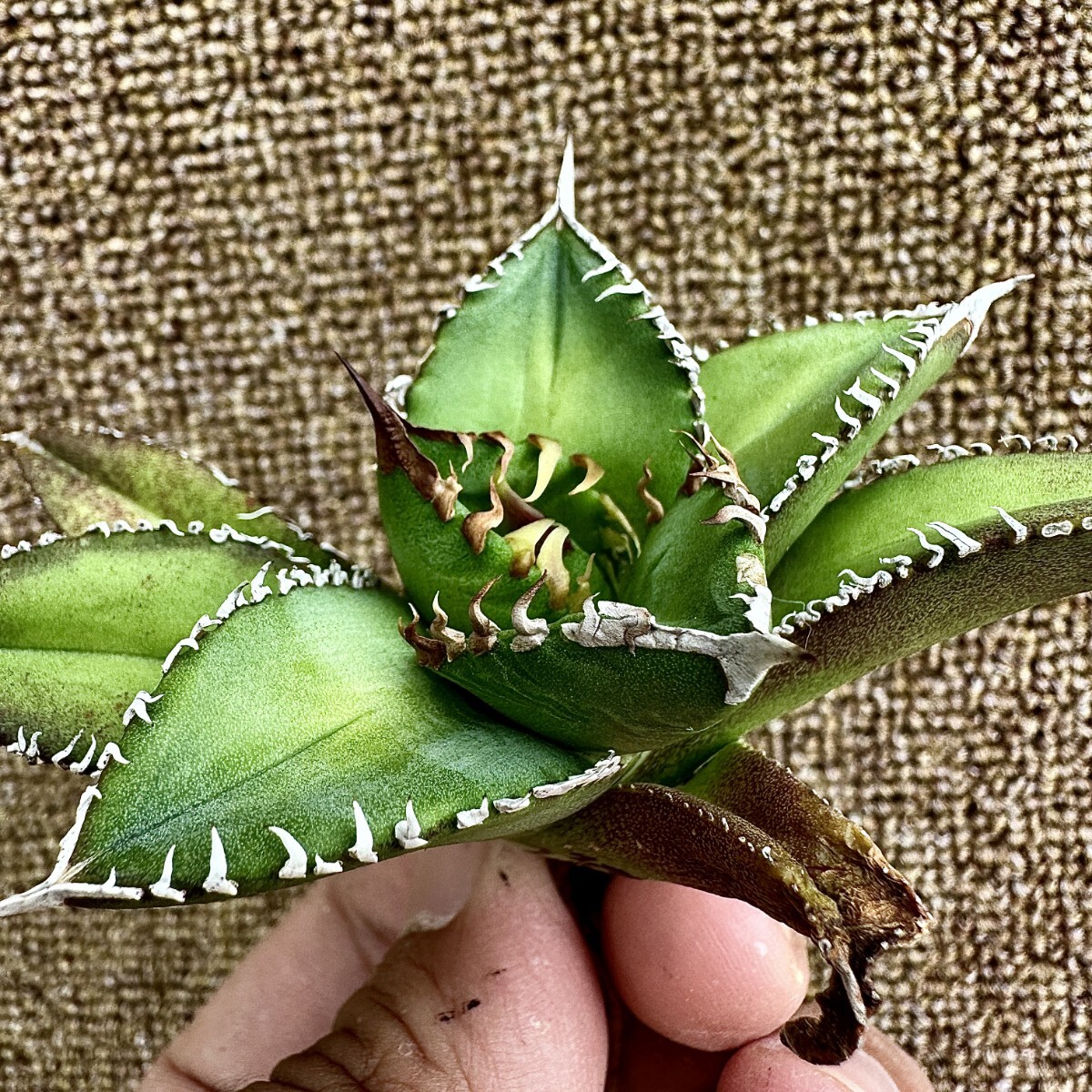 Yahoo!オークション - Lj_plants Z239 アガベ チタノタ オテロイ 実生...