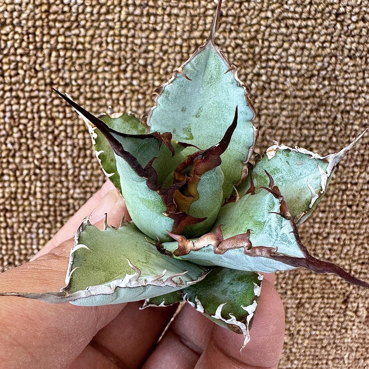 Yahoo!オークション - 【Lj_plants】Z478 アガベ チタノタ 無名 極上強...