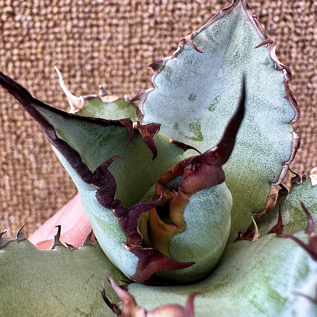 Yahoo!オークション - 【Lj_plants】Z478 アガベ チタノタ 無名 極上強...