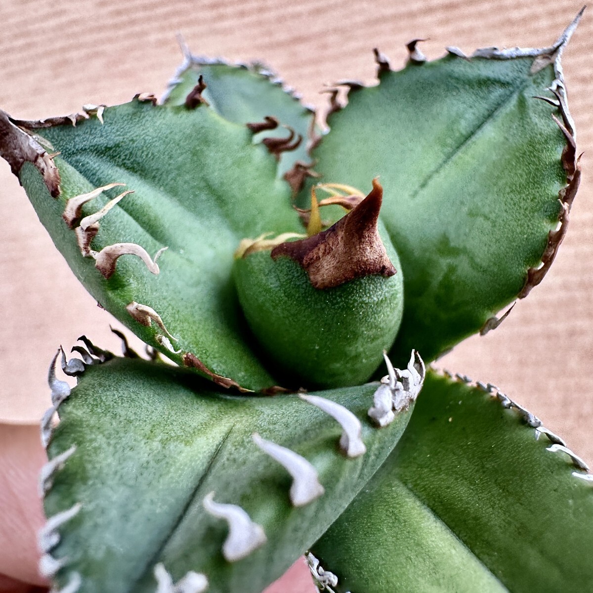 Yahoo!オークション - Lj_plants Z816 アガベ チタノタ オテロイ 実生...