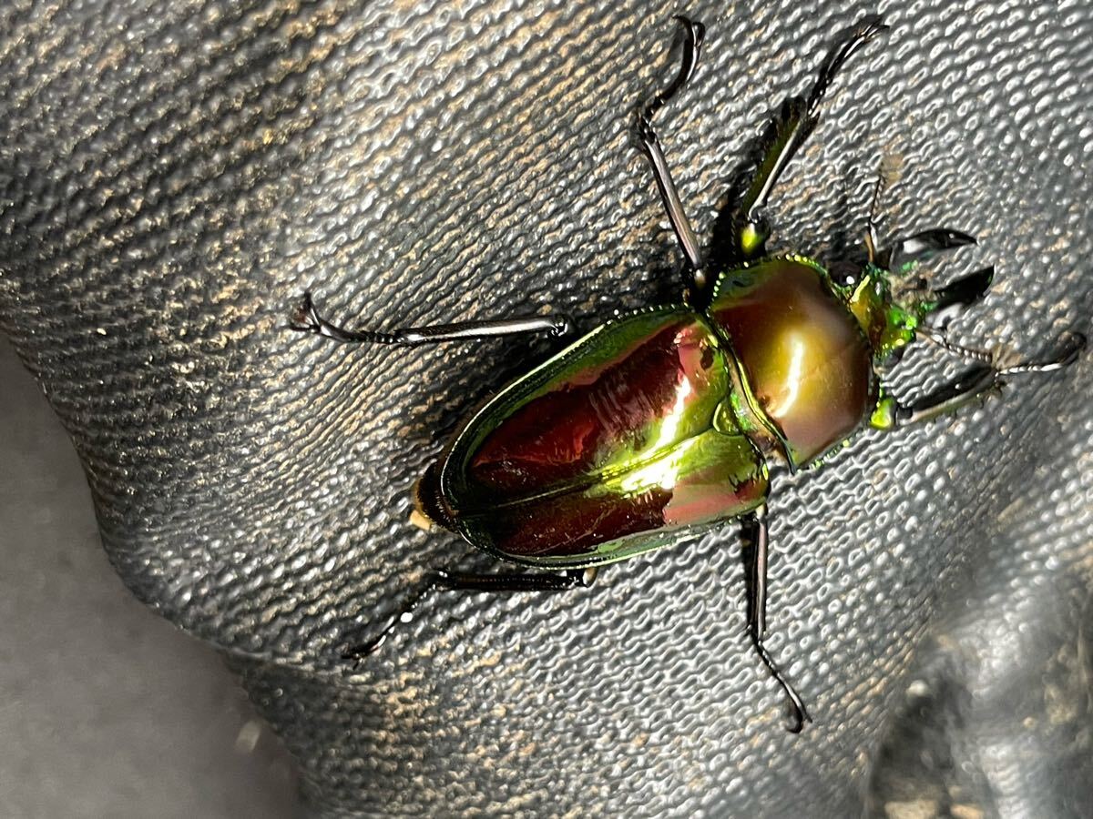 Yahoo!オークション - RTNレッドピカール血統(ゴールドタイプ)ニジイロ...