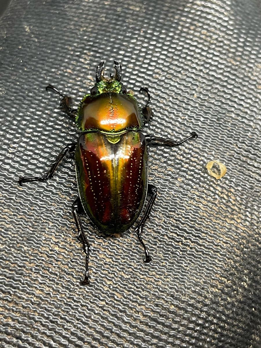 Yahoo!オークション - RTNレッドピカール血統(ゴールドタイプ)ニジイロ...