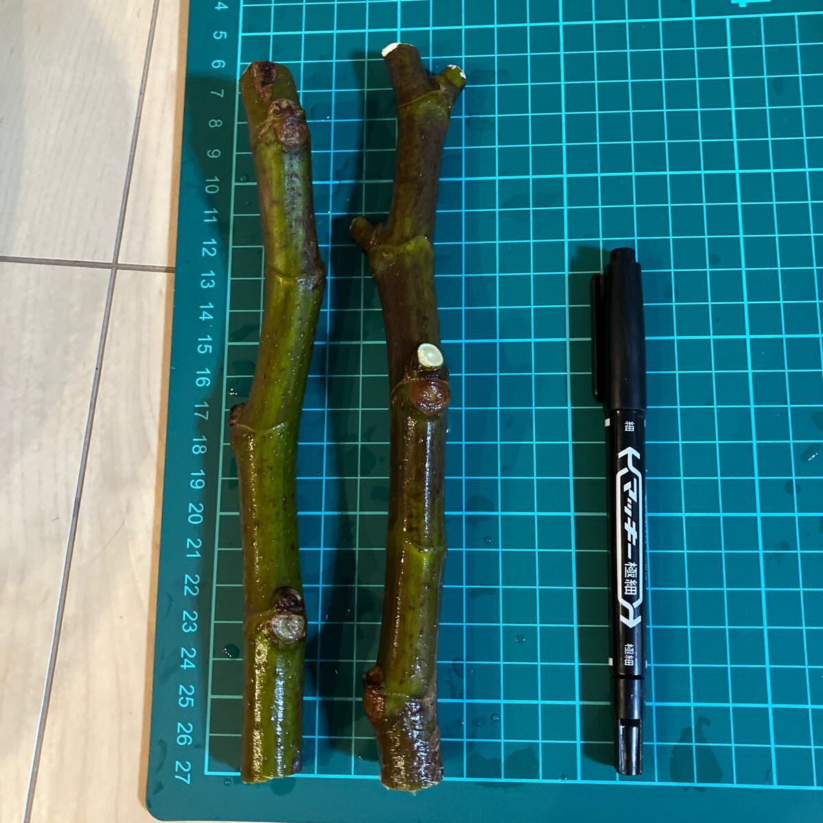 Yahoo!オークション - CIELO STELLATO イチジク穂木