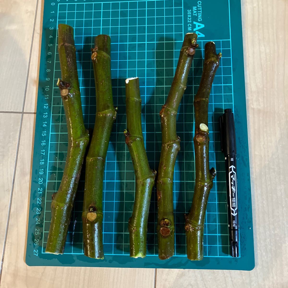 Yahoo!オークション - LSUパープル イチジク穂木