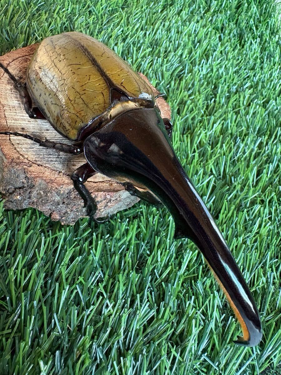 Yahoo!オークション - DHヘラクレス優良血統 角先垂れ頭角曲がり ♂141...