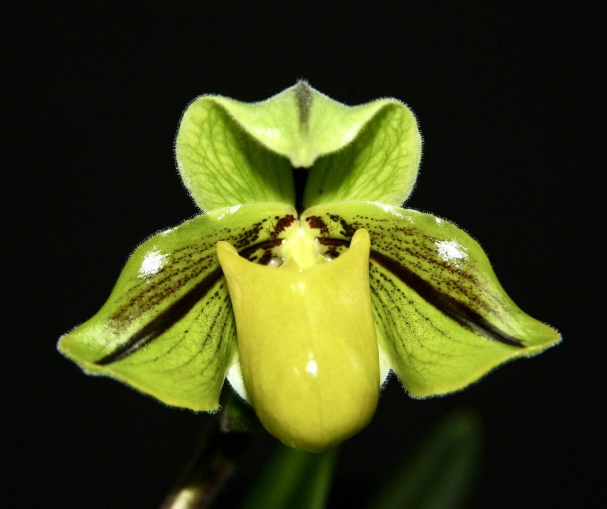 Yahoo!オークション - No.1581 Paph.druryi x self 苗 パフィオ 原種