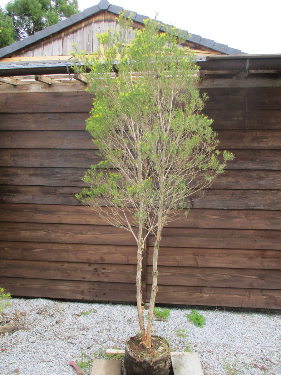 Yahoo!オークション - 癒されます 素敵なティーツリー メラレウカ双幹 ...