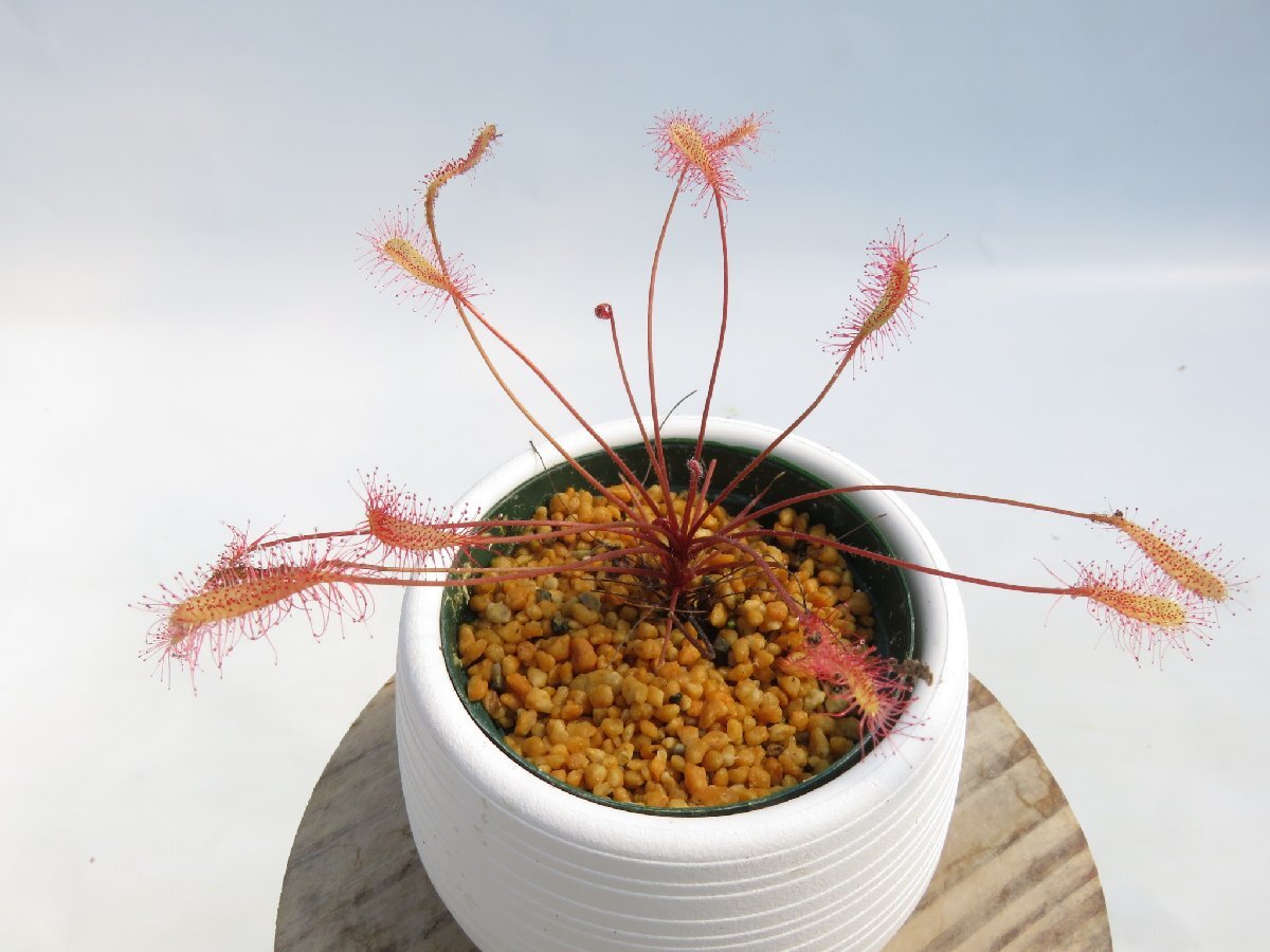 Yahoo!オークション - Drosera affinis namibia BCP 2号 丸鉢付き 【在...