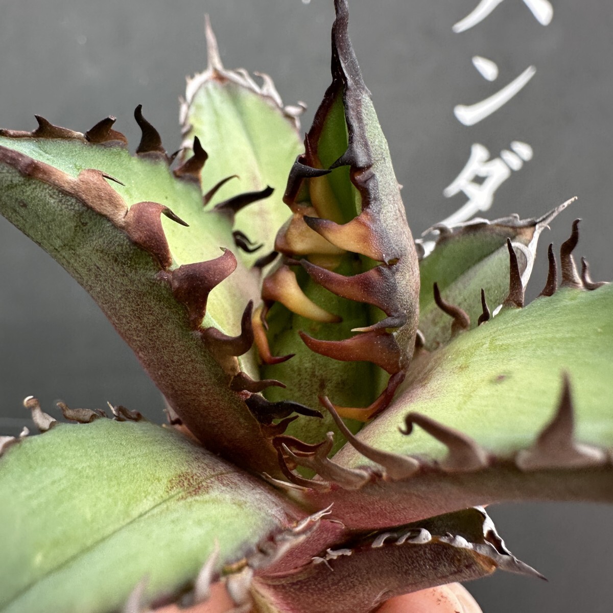 Yahoo!オークション - J62【パンダ園芸】 特選 アガベ 多肉植物 チタノ...