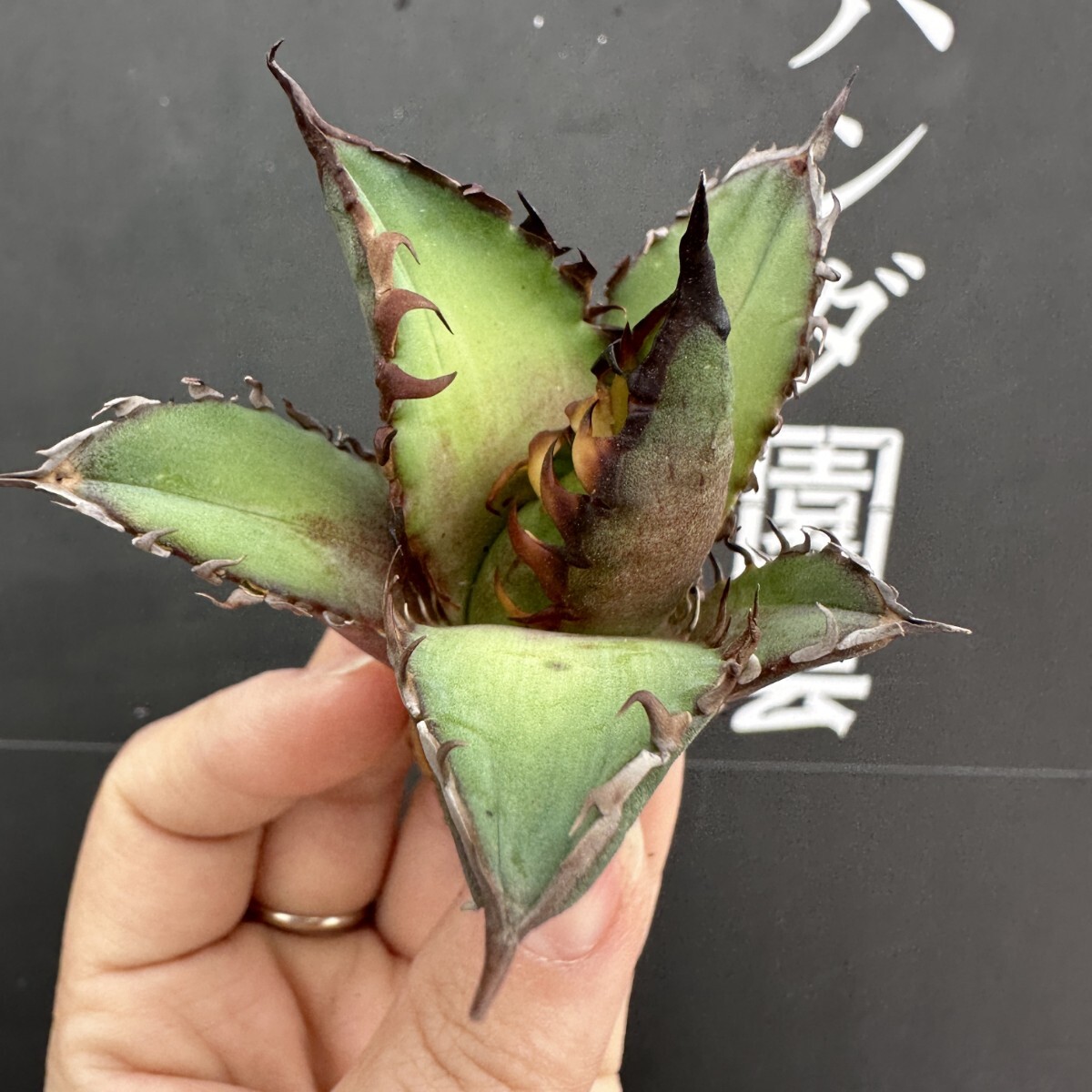 Yahoo!オークション - J62【パンダ園芸】 特選 アガベ 多肉植物 チタノ...