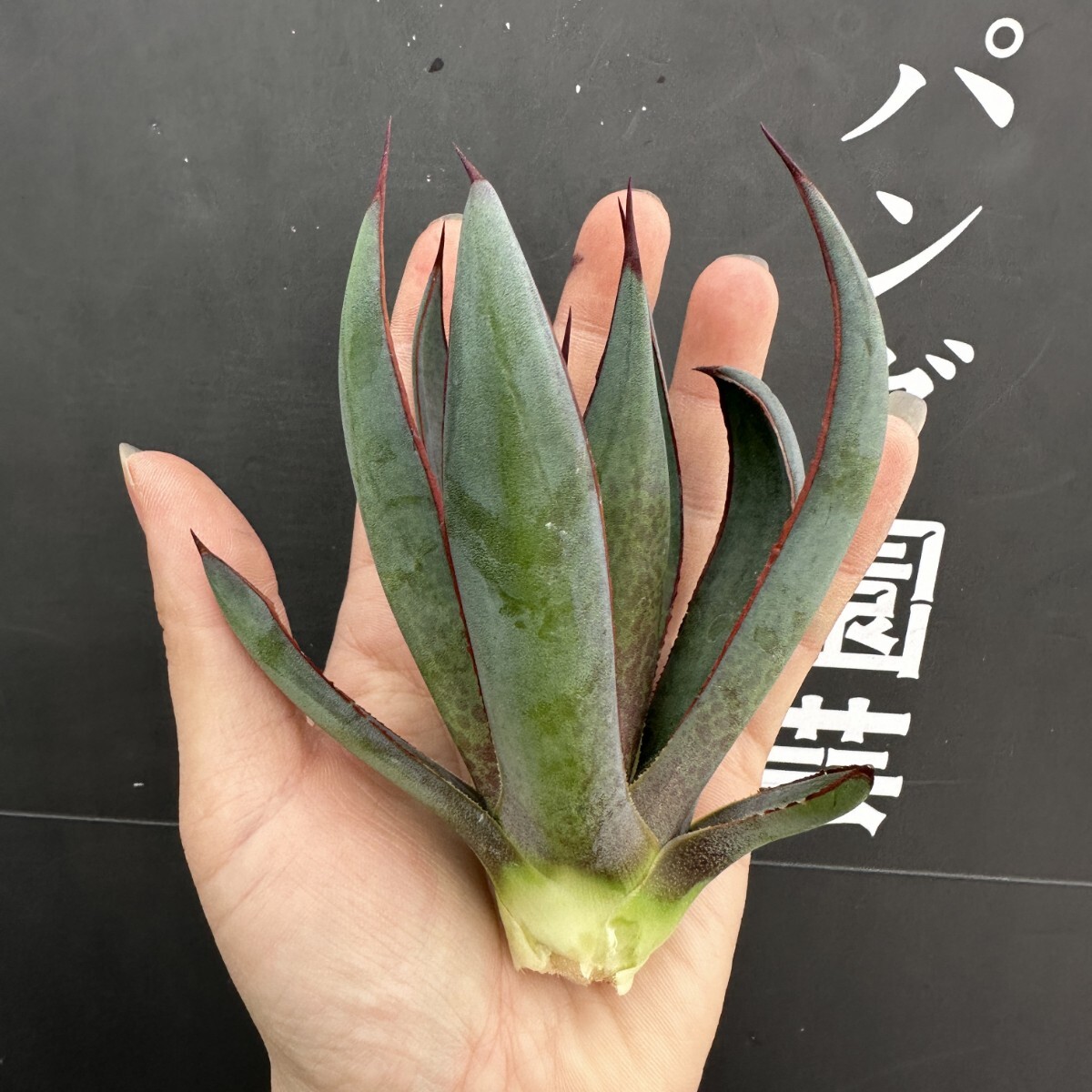 Yahoo!オークション - K69【パンダ園芸】特選 アガベ 多肉植物 マンガ...