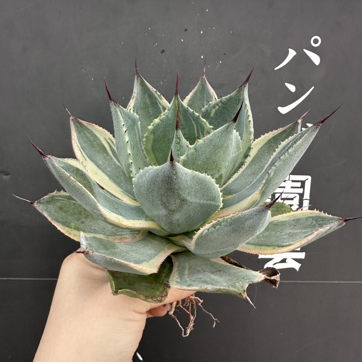 Yahoo!オークション - K78【パンダ園芸】アガベ トレードウィンズ Agav...