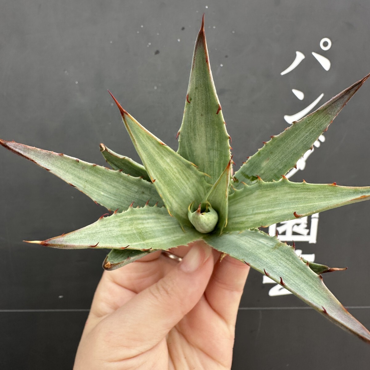 Yahoo!オークション - A65【パンダ園芸】 アガベ 多肉植物 シンプレッ...