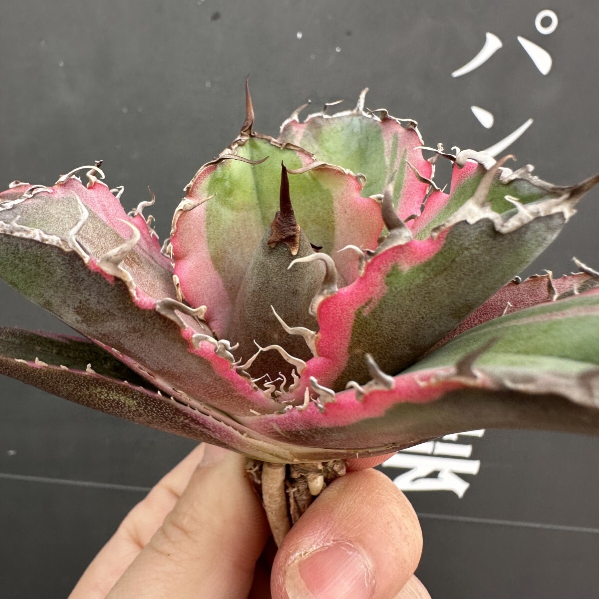 Yahoo!オークション - D47 【パンダ園芸】アガベ チタノタ白鯨錦 覆輪...