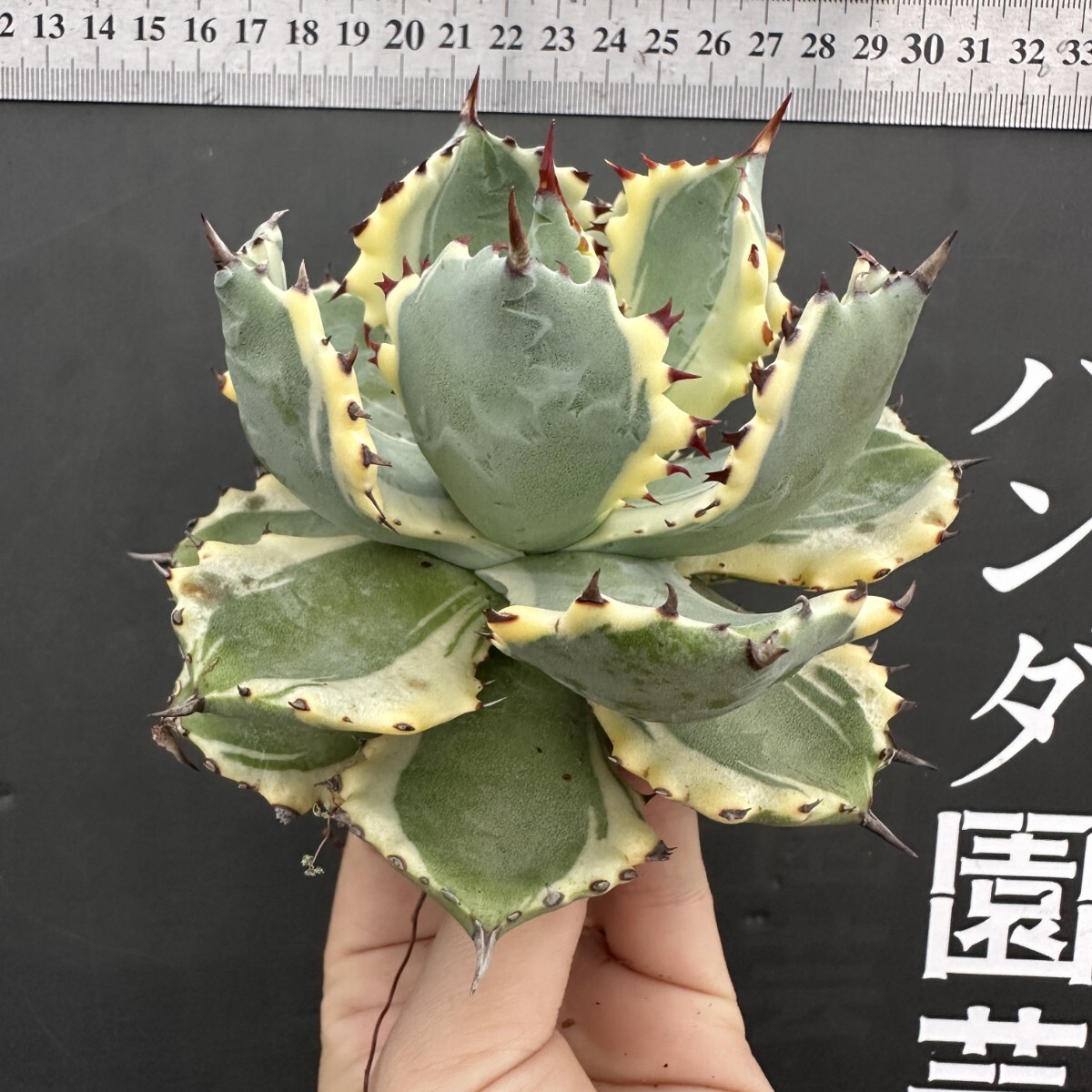 Yahoo!オークション - D82【パンダ園芸】特選 アガベ 王妃カブトガニ錦...