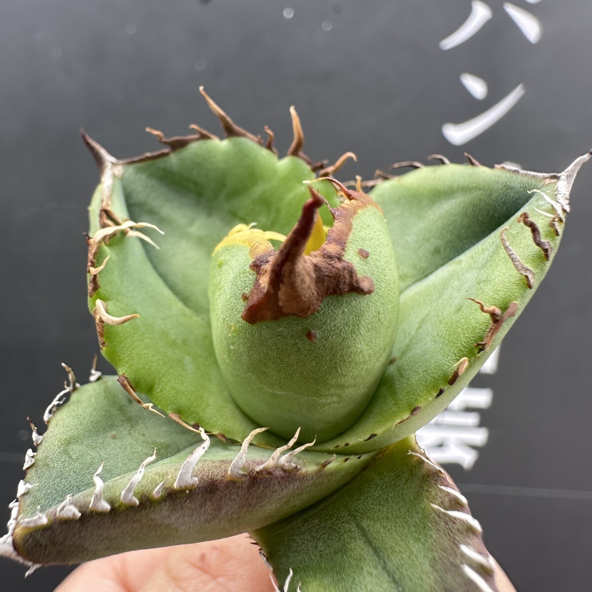 Yahoo!オークション - J54【パンダ園芸】アガベ チタノタ '星空' Starr...