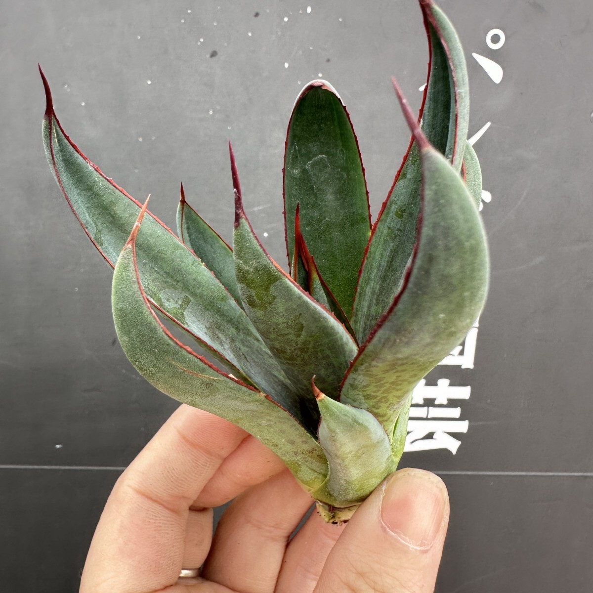 Yahoo!オークション - J68【パンダ園芸】特選 アガベ 多肉植物 マンガ...