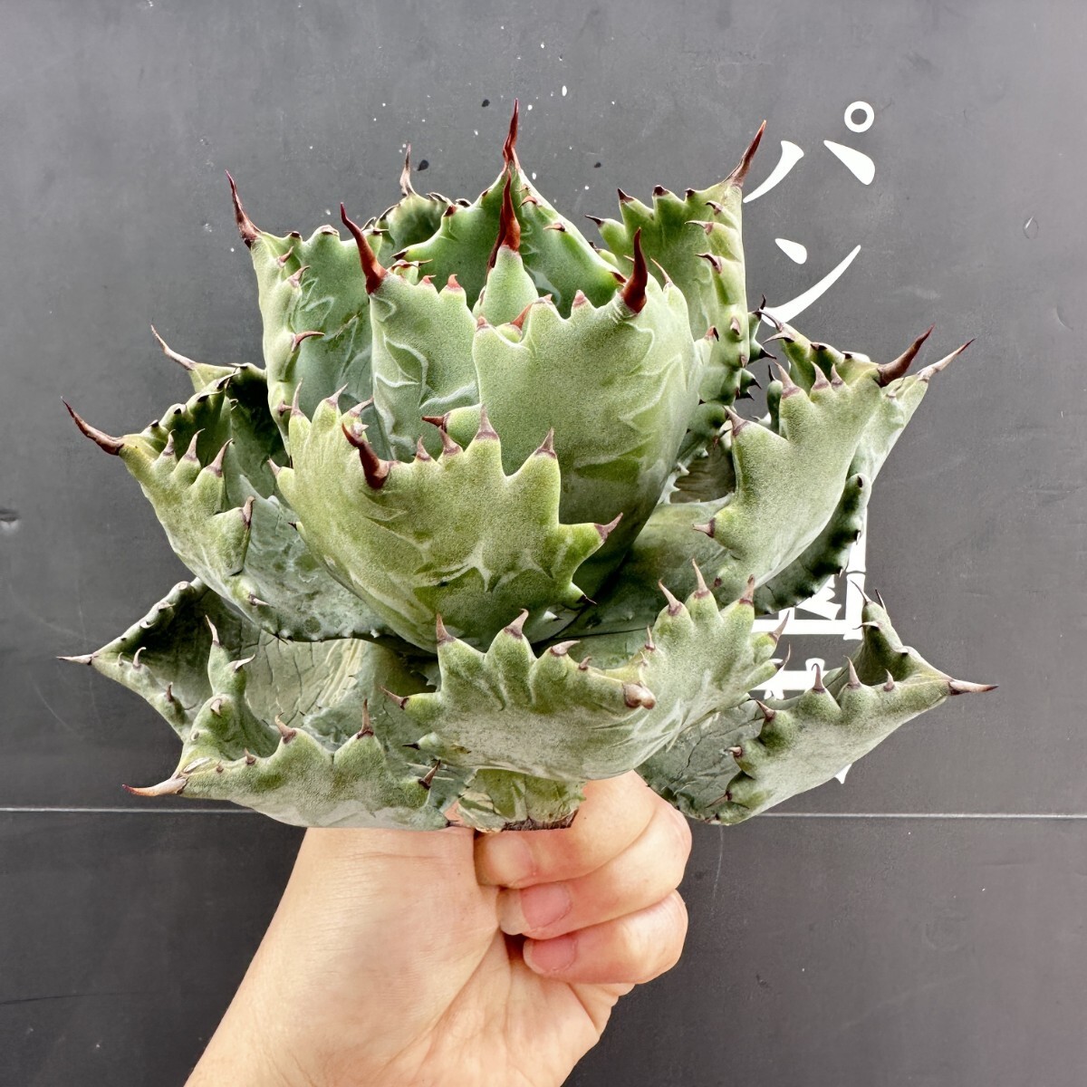 J80 パンダ園芸 特選 アガベ 多肉植物 イシスメンシス 怪獸甲蟹 極上株 限定株(アガベ)｜売買されたオークション情報、yahooの商品情報をアーカイブ公開 - オークファン（aucfan ...