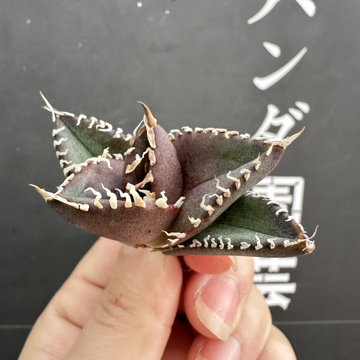 Yahoo!オークション - K49【パンダ園芸】 アガベ チタノタ 眼鏡蛇コブ...