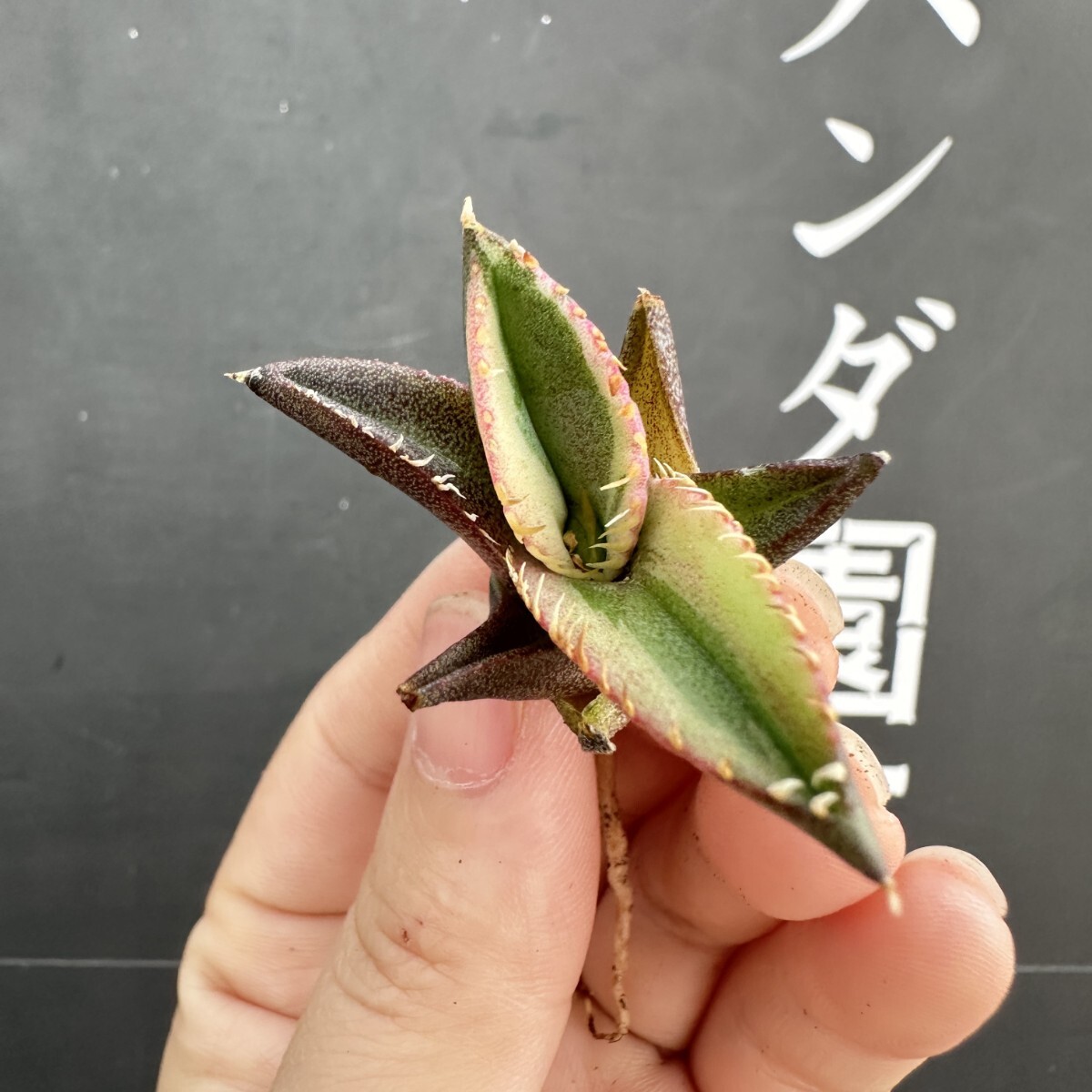 Yahoo!オークション - K53【パンダ園芸】アガベagave チタノタ 白豪棘 ...