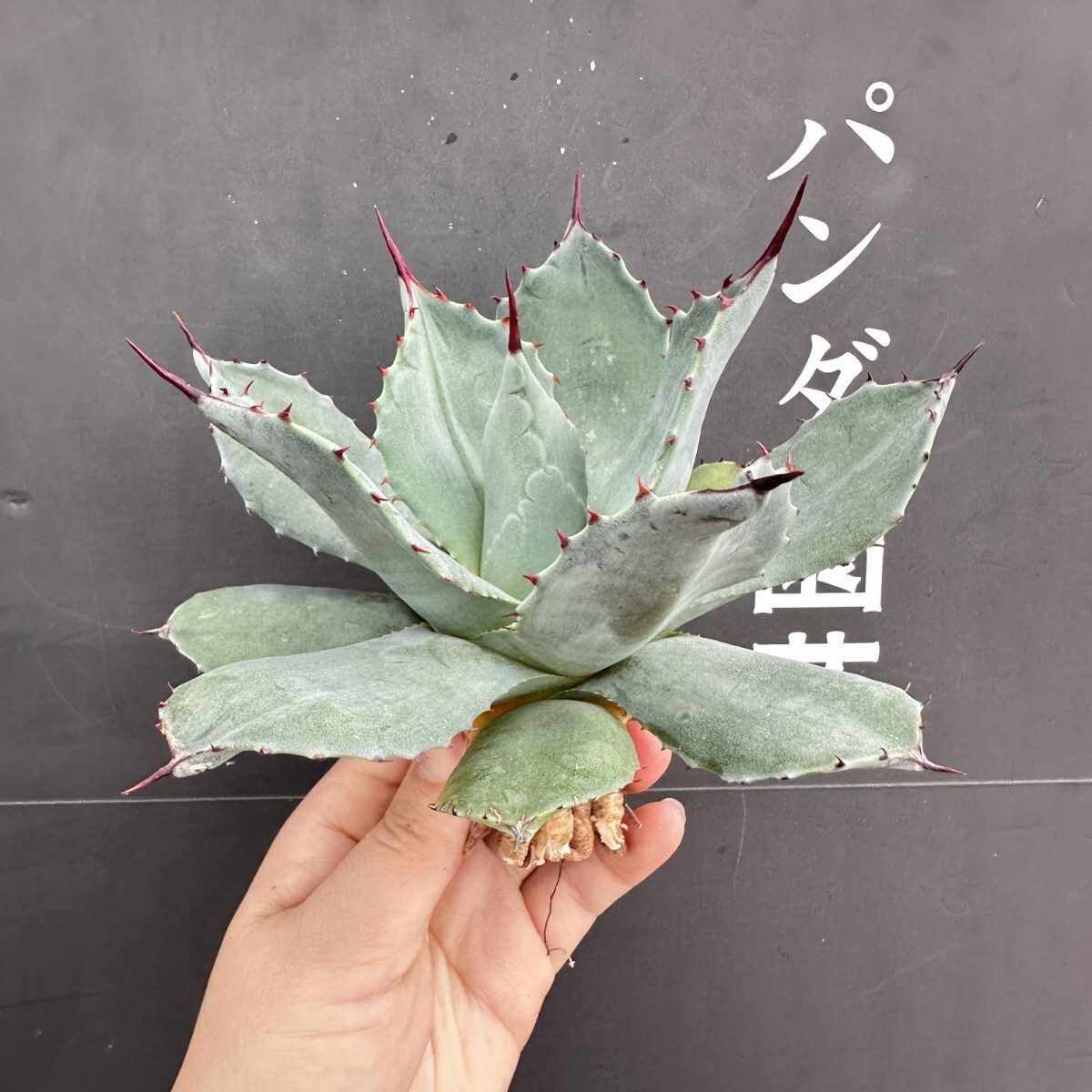 Yahoo!オークション - K82【パンダ園芸】特選選抜株 アガベ パリー 吉...