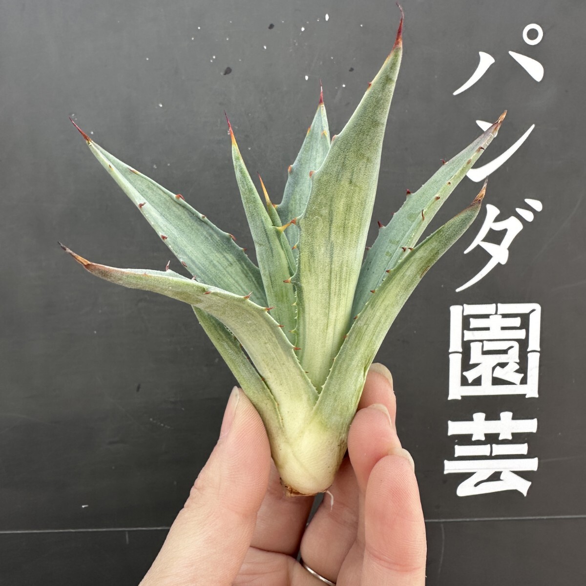 Yahoo!オークション - A65【パンダ園芸】 アガベ 多肉植物 シンプレッ...