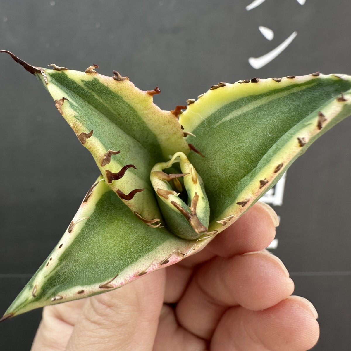 Yahoo!オークション - B64【パンダ園芸】アガベ チタノタ ' シーズナル...