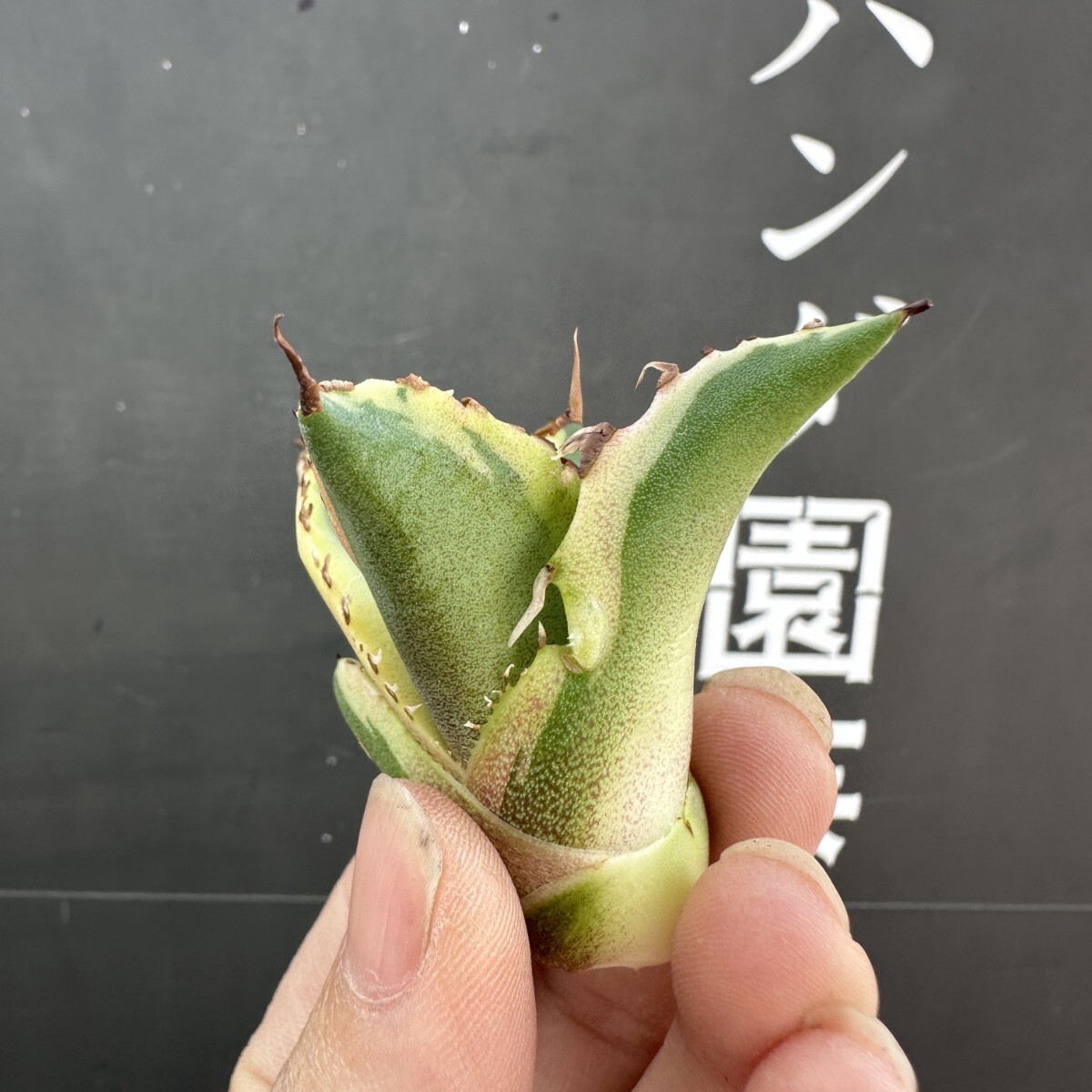 Yahoo!オークション - B64【パンダ園芸】アガベ チタノタ ' シーズナル...